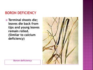 Nutrient deficiencies symptoms in wheat crop A Lecture By Mr Allah Dad ...