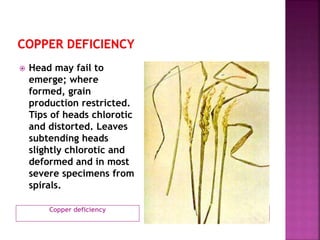 Nutrient deficiencies symptoms in wheat crop A Lecture By Mr Allah Dad ...