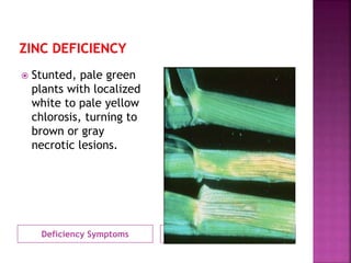 Nutrient deficiencies symptoms in wheat crop A Lecture By Mr Allah Dad ...