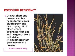 Nutrient deficiencies symptoms in wheat crop A Lecture By Mr Allah Dad ...