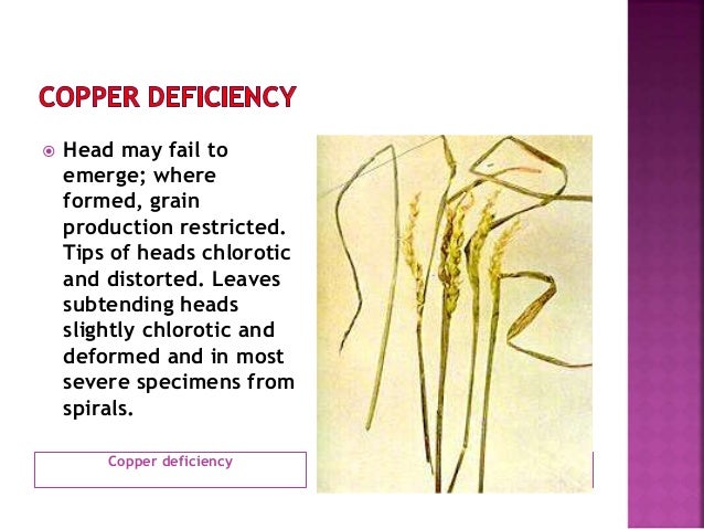 Nutrient deficiencies symptoms in wheat crop A Lecture By Mr Allah D…