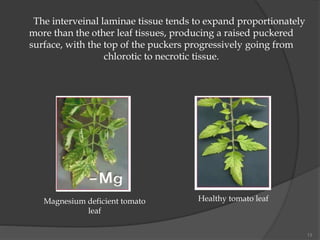 Nutrient deficiency | PPTX