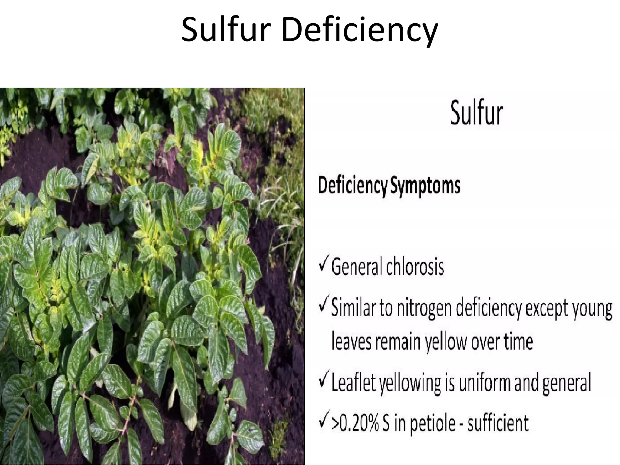 Nutrient deficiency diagnosis in Corn and Potato | PDF