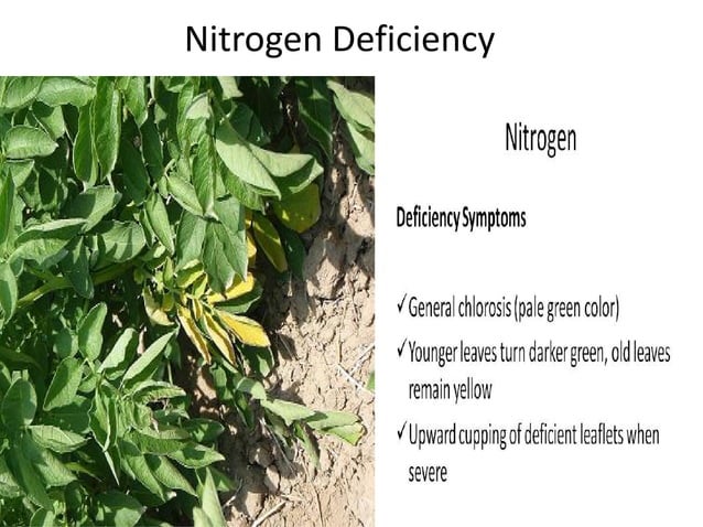 Nutrient deficiency diagnosis in Corn and Potato | PDF