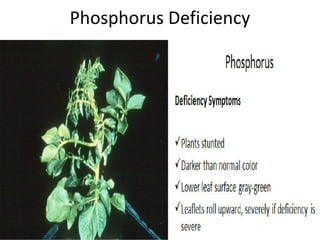 Nutrient deficiency diagnosis in Corn and Potato | PDF