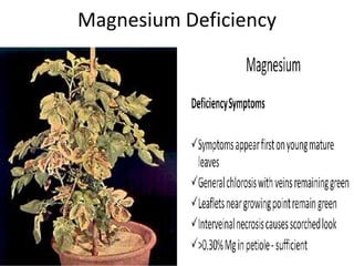 Nutrient deficiency diagnosis in Corn and Potato | PDF