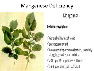 Nutrient deficiency diagnosis in Corn and Potato | PDF