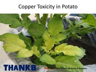 Copper Deficiency In Potato Plants