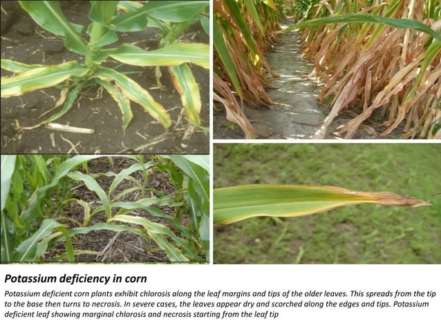 Nutrient deficiency diagnosis in Corn and Potato | PDF