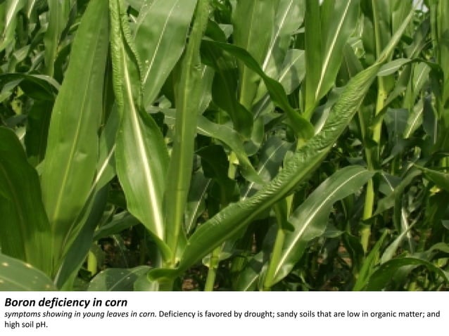 Nutrient deficiency diagnosis in Corn and Potato | PDF