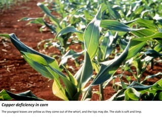 Nutrient deficiency diagnosis in Corn and Potato | PDF