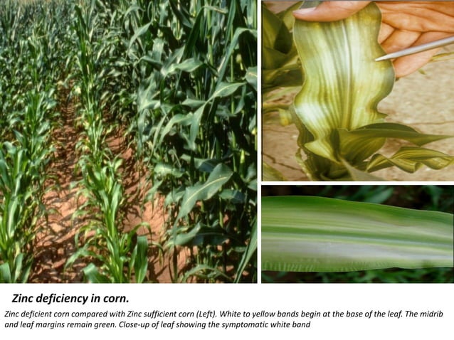 Nutrient deficiency diagnosis in Corn and Potato | PDF