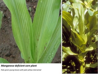 Nutrient deficiency diagnosis in Corn and Potato | PDF
