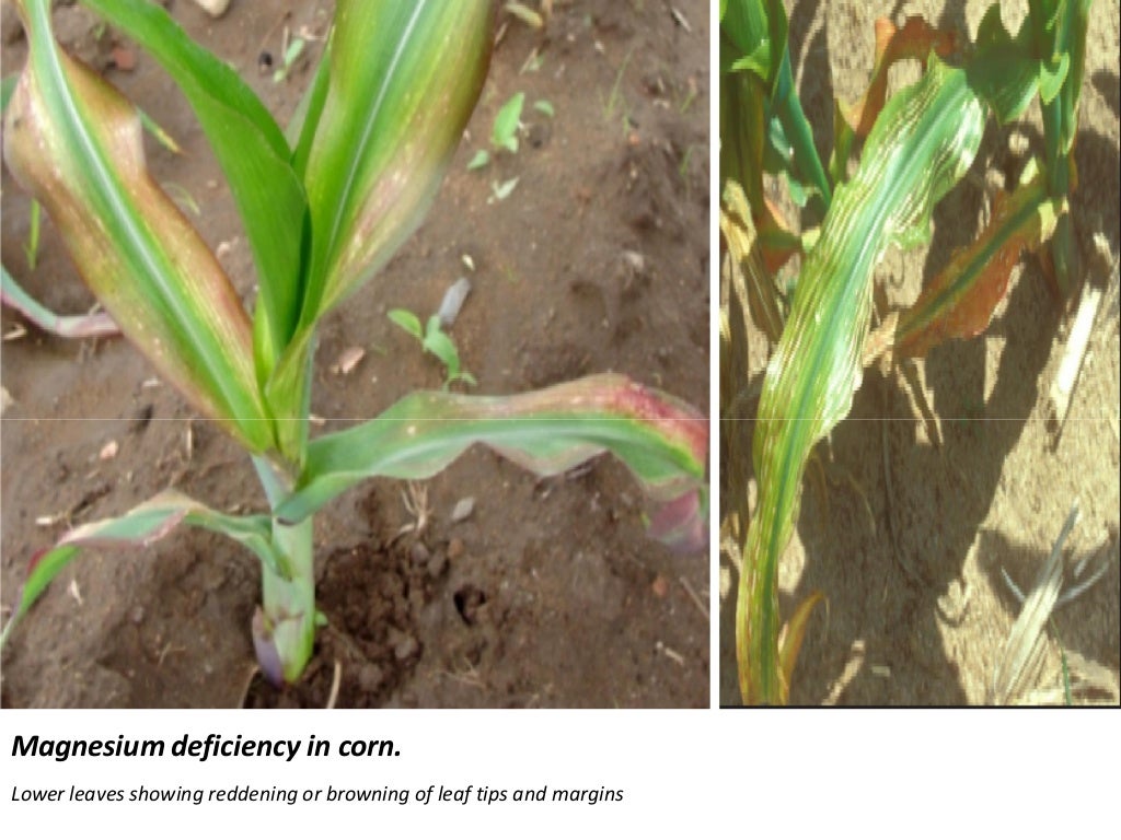 Nutrient deficiency diagnosis in Corn and Potato