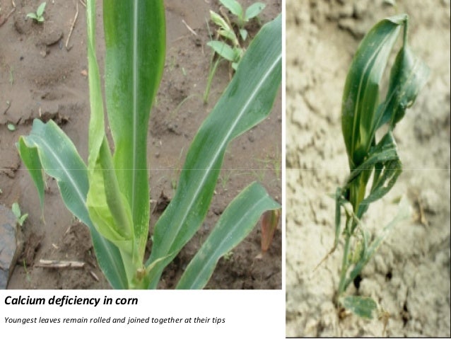 Nutrient deficiency diagnosis in Corn and Potato