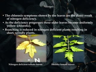 Nutrient deficiency in plant | PPTX