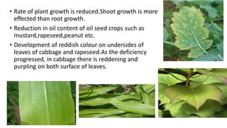 Nutrient deficiency in sulphur presentation | PPTX