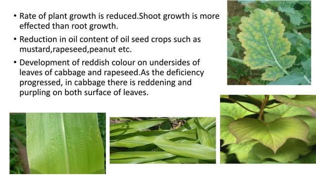 Nutrient deficiency in sulphur presentation | PPT | Free Download