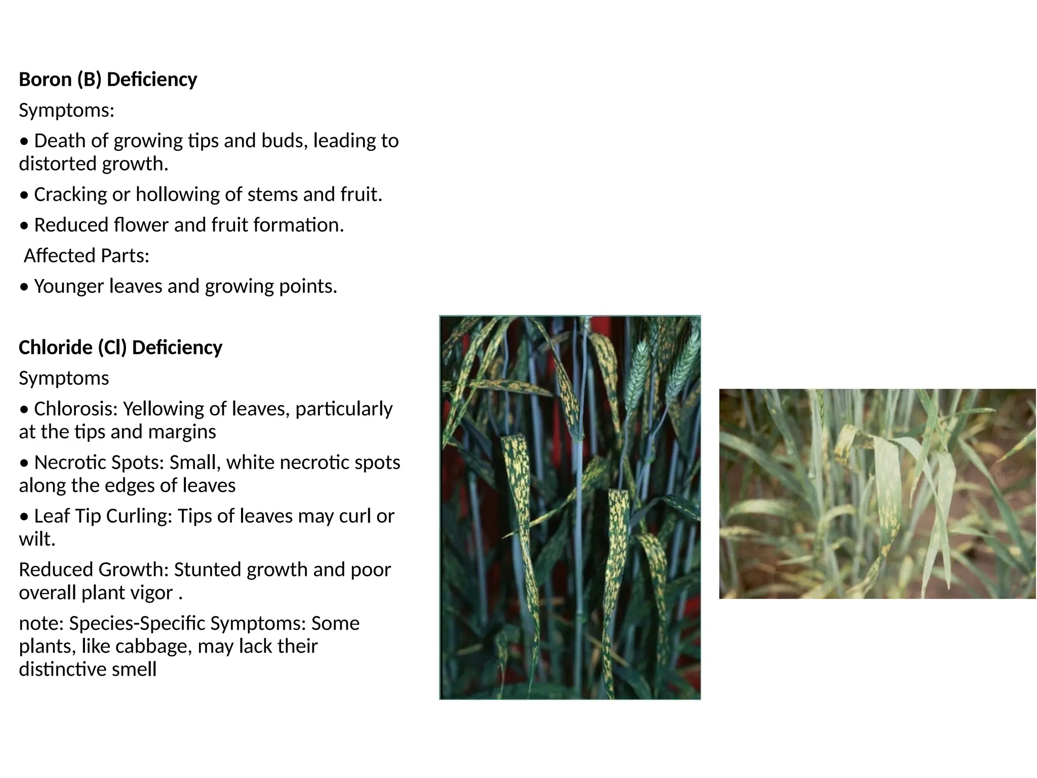 Nutrient deficiency and symptoms in plants | PPT