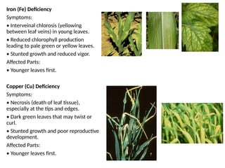 Nutrient deficiency and symptoms in plants | PPT
