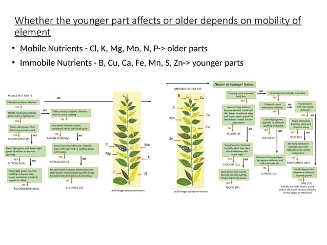 Nutrient deficiency and symptoms in plants | PPT