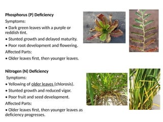 Nutrient deficiency and symptoms in plants | PPT