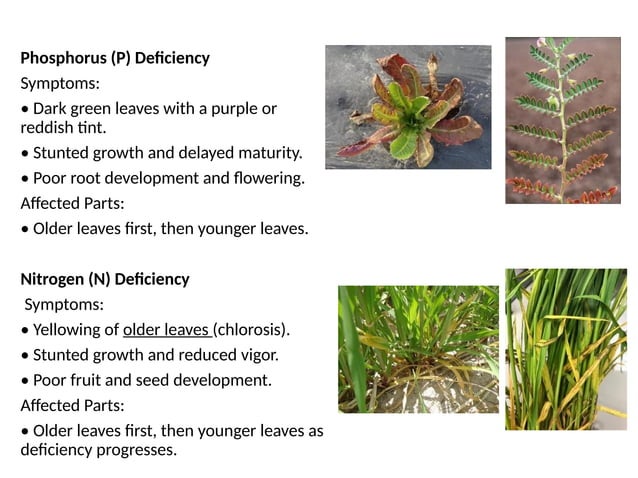 Nutrient deficiency and symptoms in plants | PPT