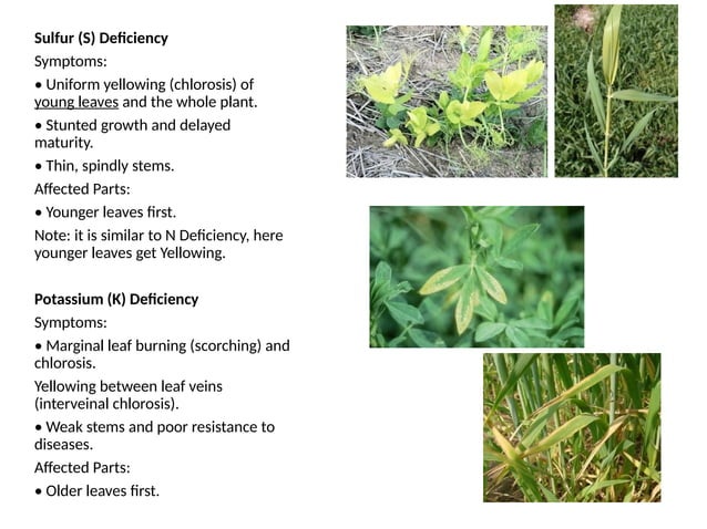Nutrient deficiency and symptoms in plants | PPT
