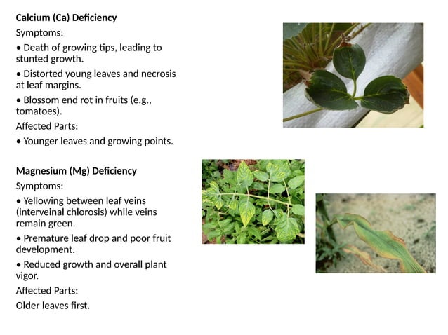 Nutrient deficiency and symptoms in plants | PPT