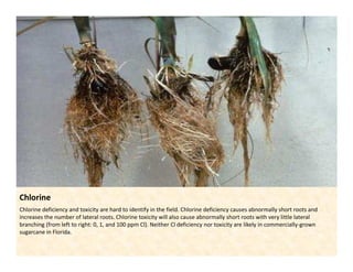 Chlorine Deficiency In Plants