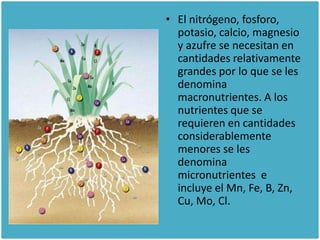 Nutrientes para las plantas | PPTX