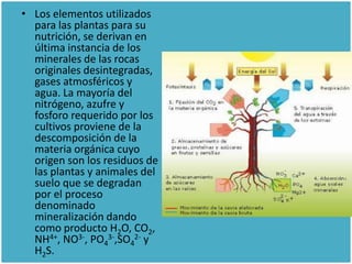 Nutrientes para las plantas | PPTX