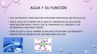 Nutrientes y su funcion en nuestro organismo | PPTX