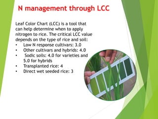Nutrient management for paddy -WPS Office.pptx