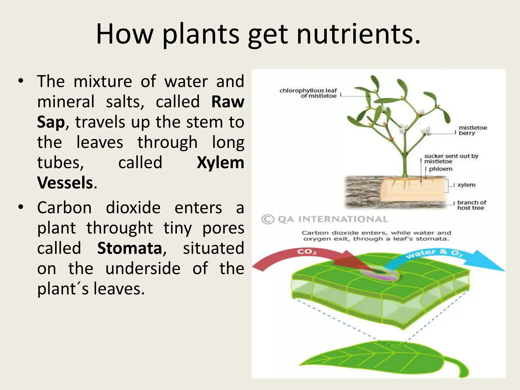 Nutrient management | PPTX