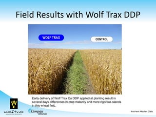 Nutrient Master Class for Wheat Growers | PDF | Agriculture | Industries