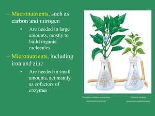 Plant Nutrition | PDF
