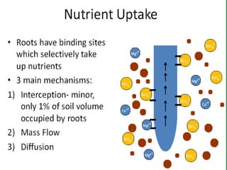 Plant Nutrition | PPT