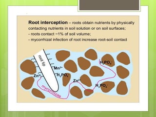 Nutrient Movement in Soils- Nutrient Absorption By Plants Mechanistic ...