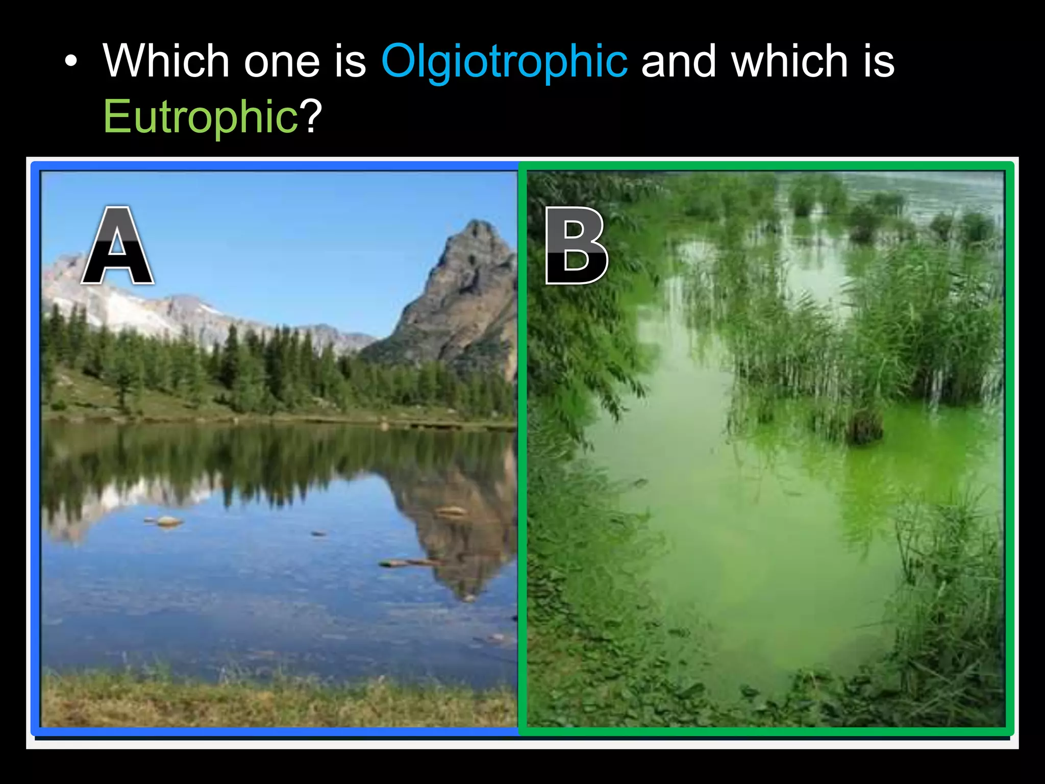 Nutrient Pollution Lesson PowerPoint, Nitrogen, Phosphorus ...