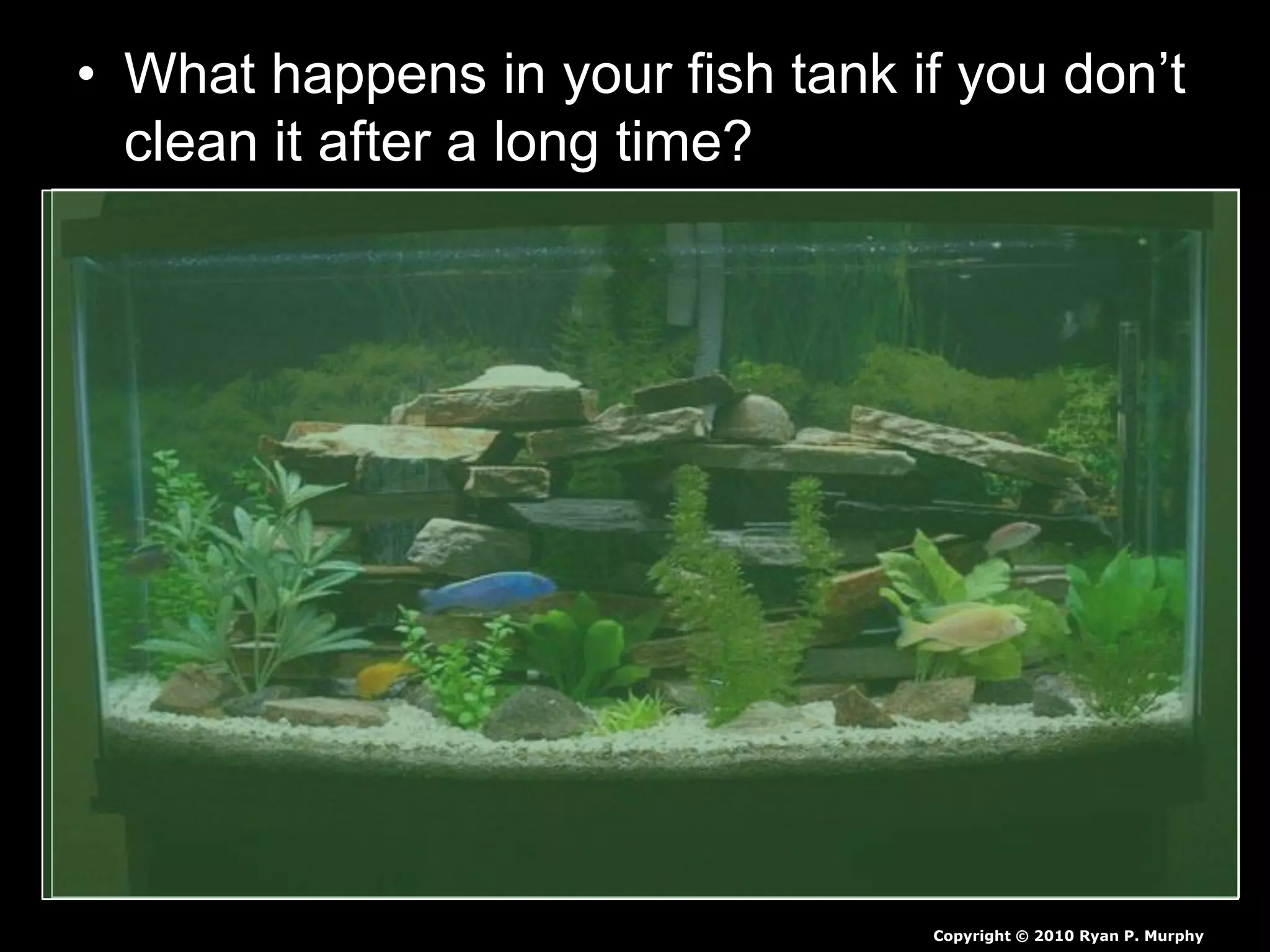 Nutrient Pollution Lesson PowerPoint, Nitrogen, Phosphorus ...