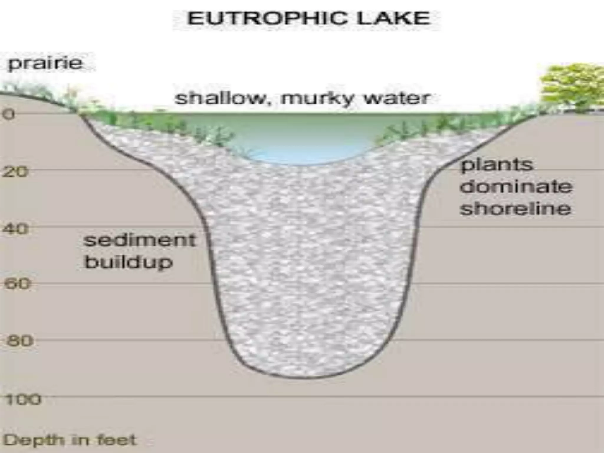 Nutrient Pollution Lesson PowerPoint, Nitrogen, Phosphorus ...