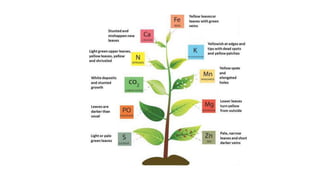 Nutrient practical.pptx