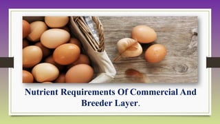Nutrient requirements of commercial and breeder layer.pptx