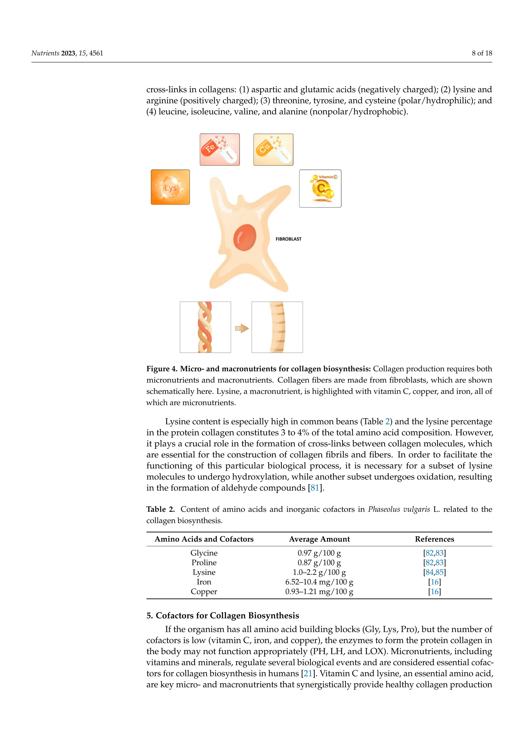 Common Beans as a Source of Amino Acids and Cofactors for Collagen ...