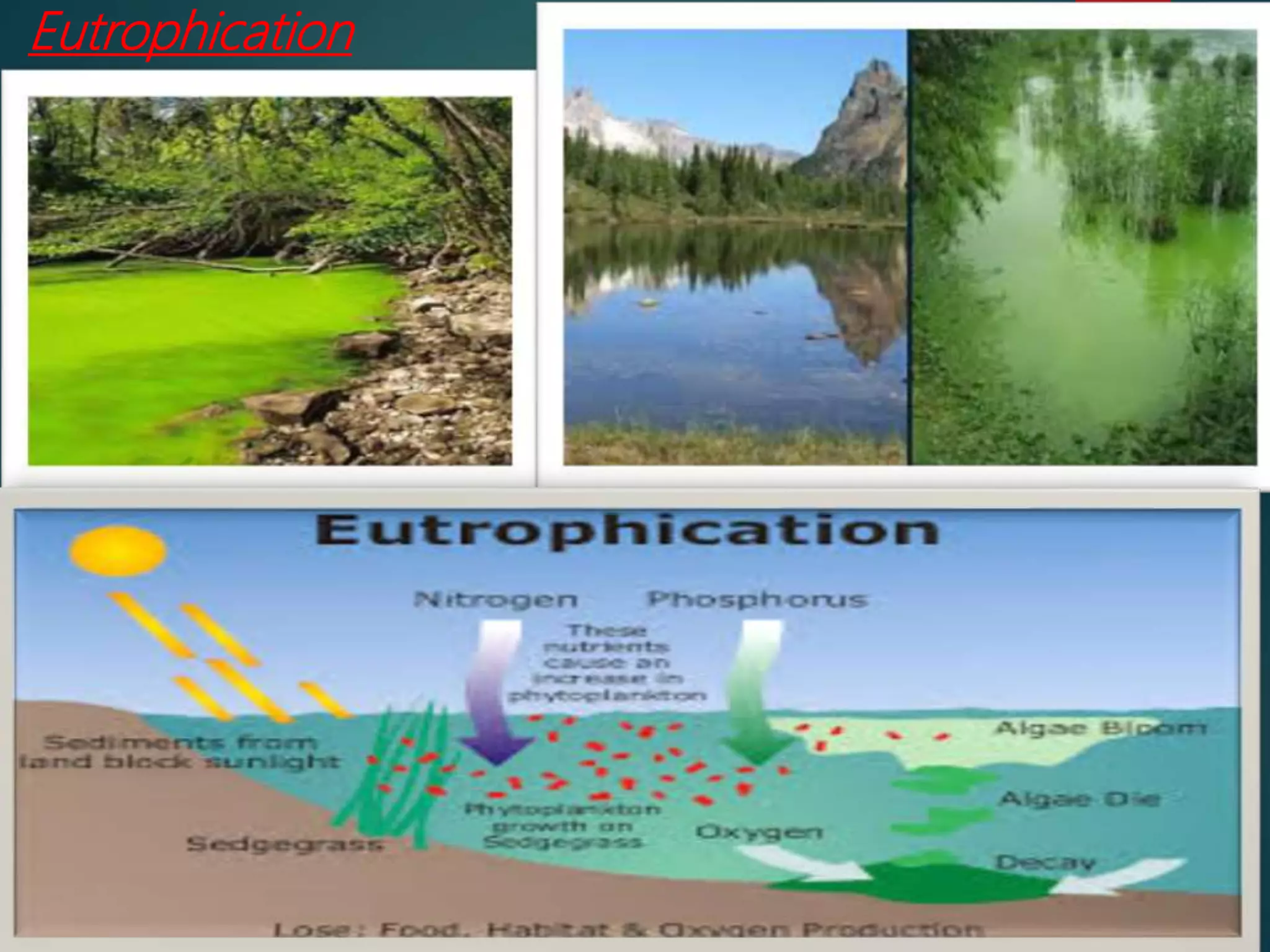 Marine Nutrients and Salts | PPTX