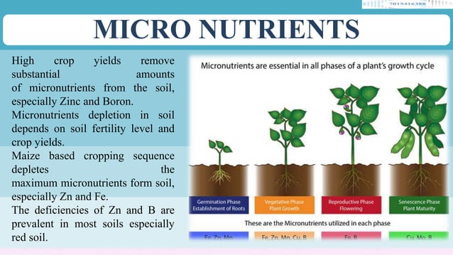 Nutrients Consumption.pptx | Agriculture | Industries