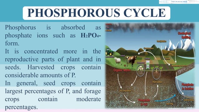 Nutrients Consumption.pptx | Agriculture | Industries