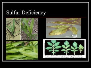 Nutrients deficiency symptoms in plants | PPT