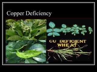 Nutrients deficiency symptoms in plants | PPT